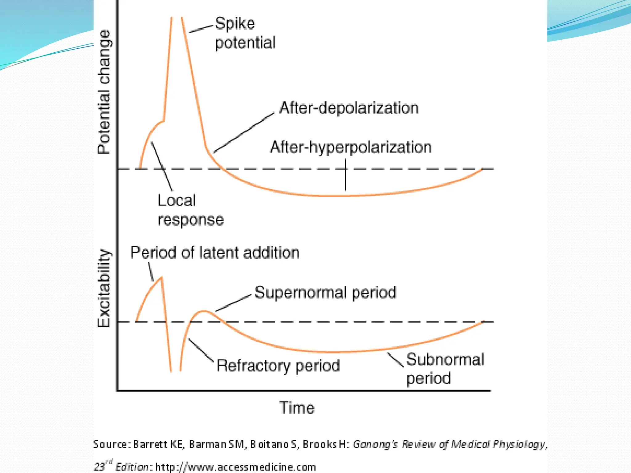 PROPERTIES OF NERVE FIBRES,and graphs.pptx