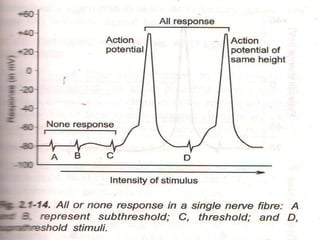 PROPERTIES OF NERVE FIBRES,and graphs.pptx | Free Download