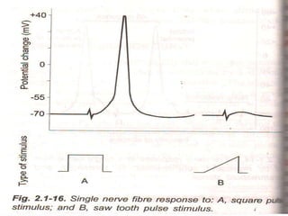 PROPERTIES OF NERVE FIBRES,and graphs.pptx