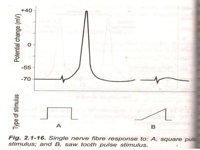PROPERTIES OF NERVE FIBRES,and graphs.pptx | Free Download