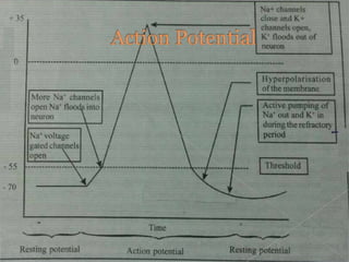 PROPERTIES OF NERVE FIBRES,and graphs.pptx