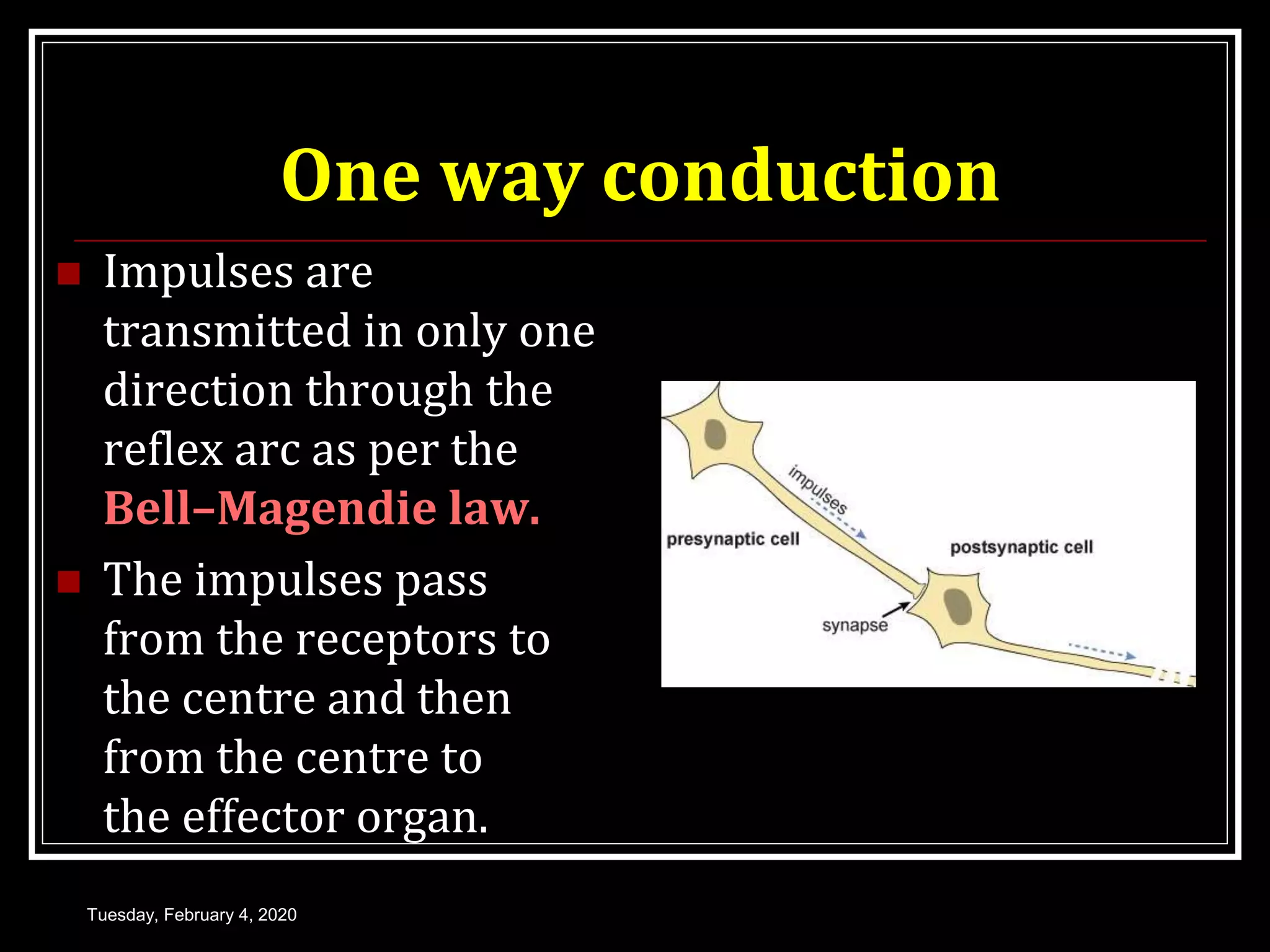 Properties of reflexes | PPT