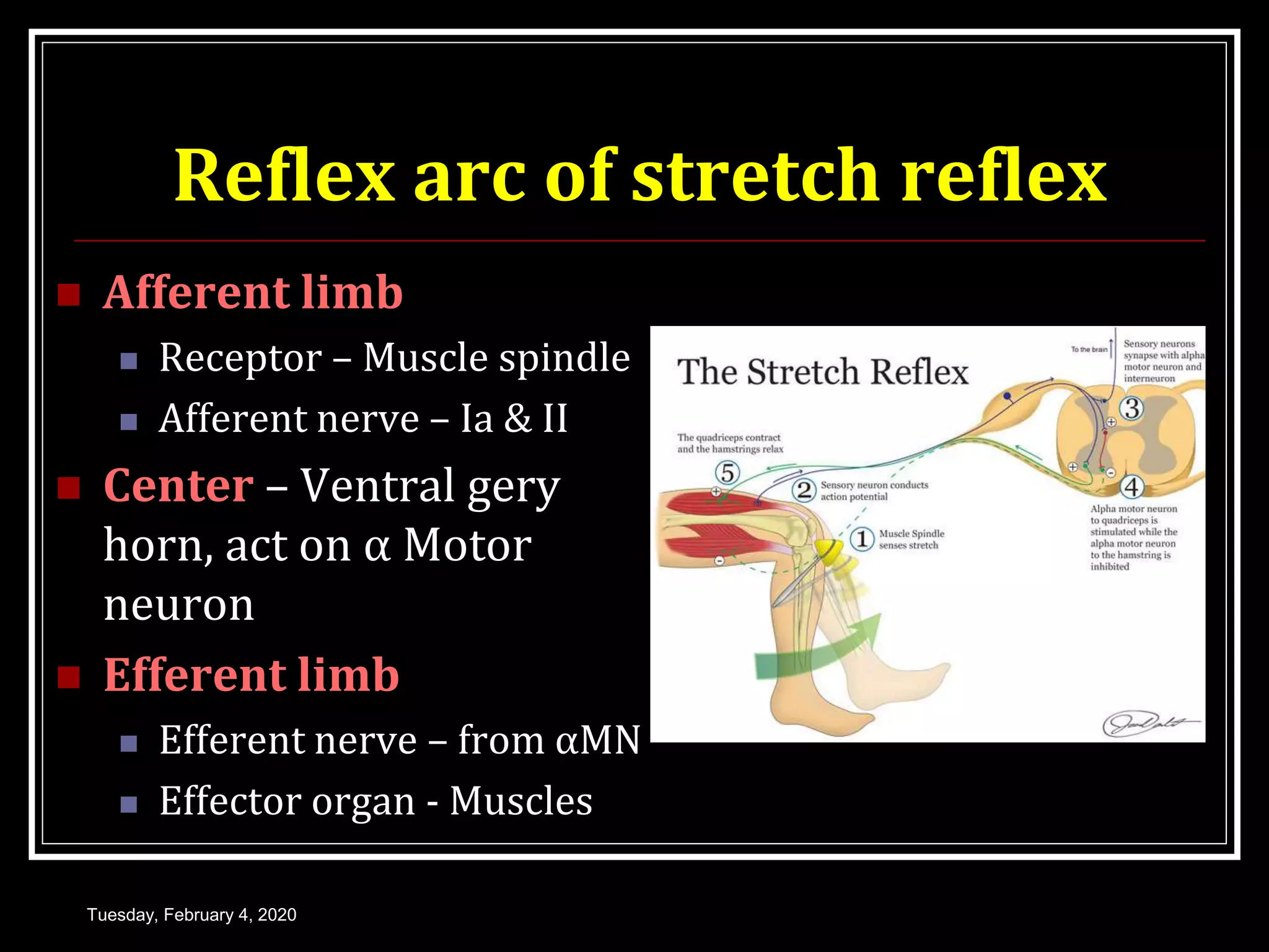 Properties of reflexes | PPT