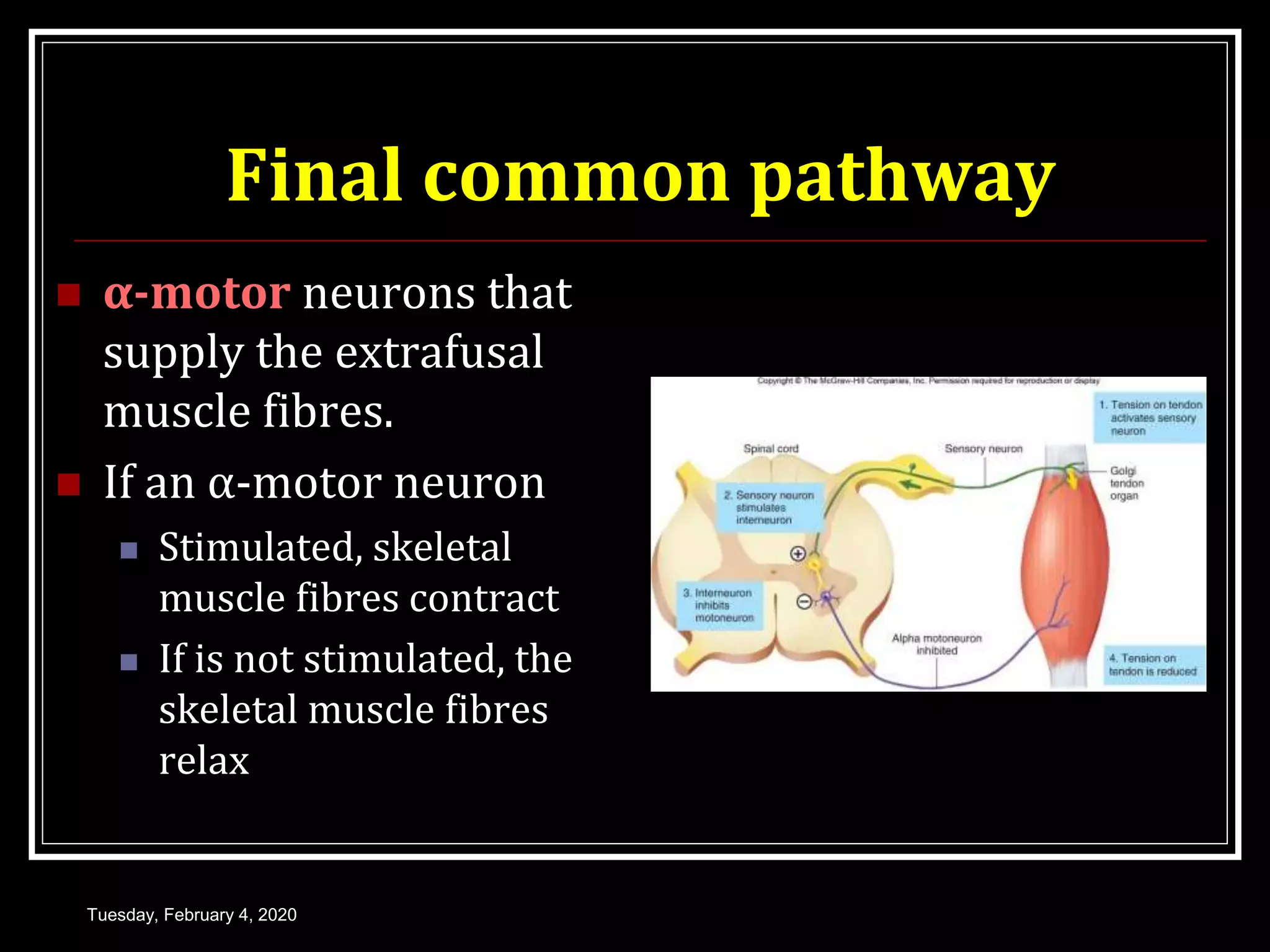 Properties of reflexes | PPT