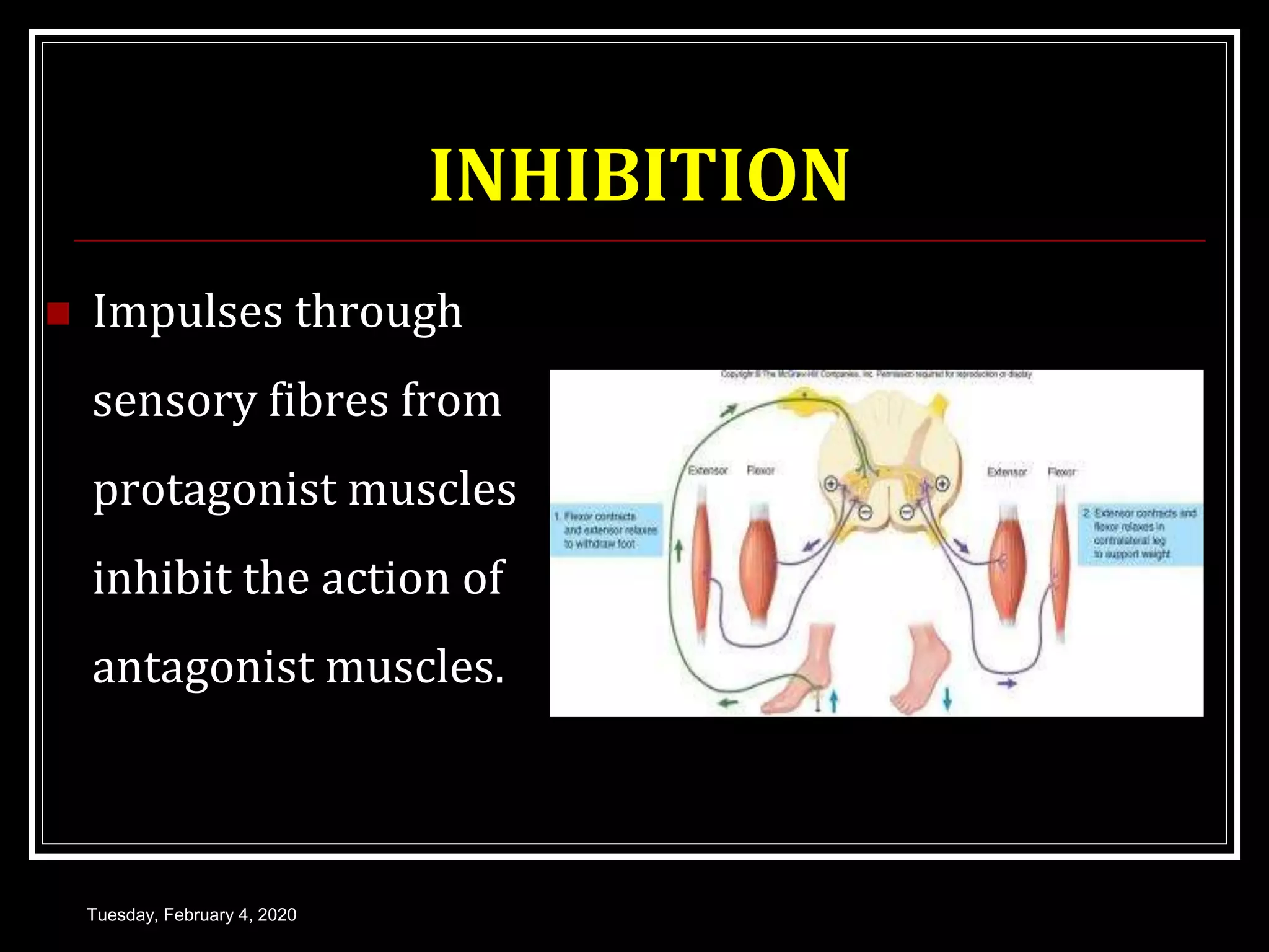 Properties of reflexes | PPT
