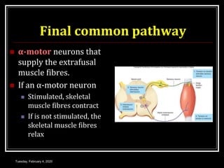 Properties of reflexes | PPT
