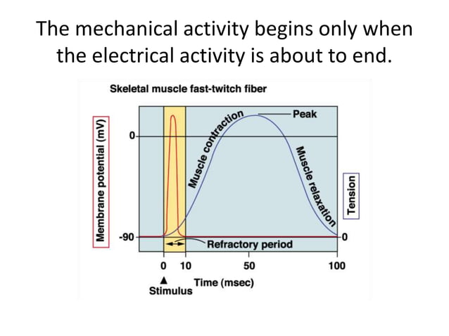 Properties of skeletal muscle | PPTX
