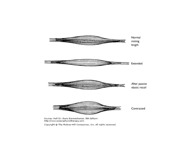 Properties of skeletal muscle | PPTX