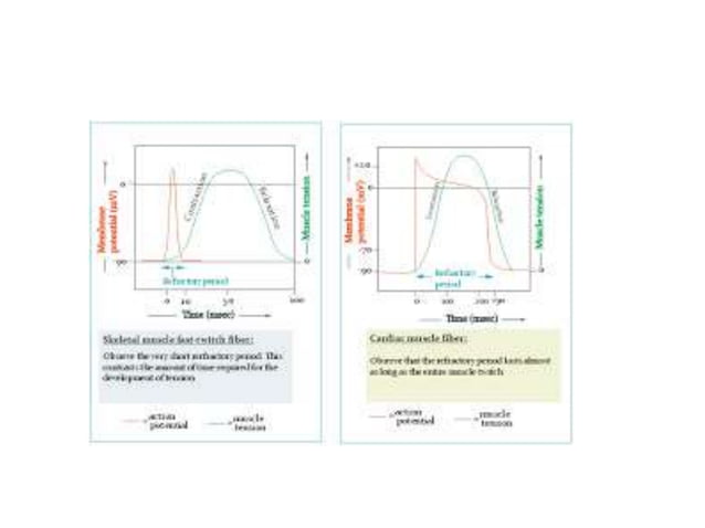 Properties of skeletal muscle | PPTX