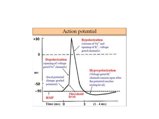 Properties of skeletal muscle | PPTX