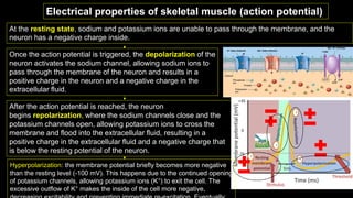 Properties of skeletal musclessssssssssss | PPT