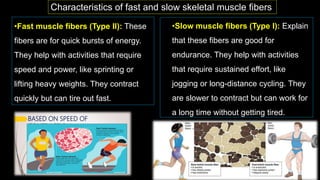 Properties of skeletal musclessssssssssss | PDF