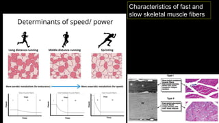 Properties of skeletal musclessssssssssss | PDF