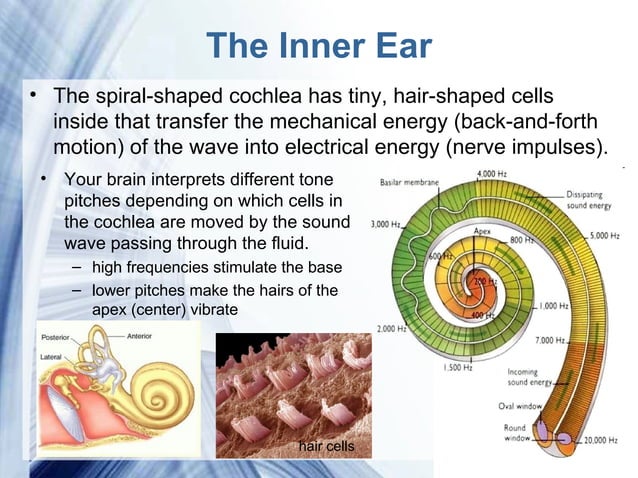 Properties of Sound | PPT