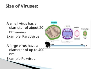Basic properties of virus microbiology.pptx