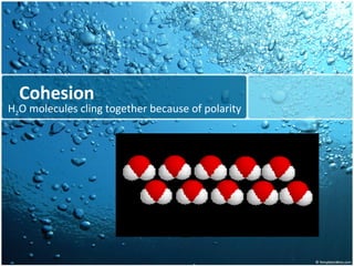 Properties of Water | PPT