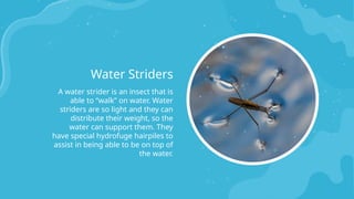 Properties of Water Chemistry for 1st to 6th Graders | PPTX