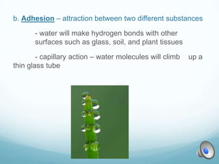 Properties of water - video lesson - E Porter | PPT