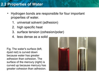properties_of_water_notes.ppt hhfhfebbbvg | PPT