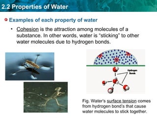 properties_of_water_notes.ppt hhfhfebbbvg | PPT