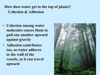 Properties of Water pp with activity.ppt