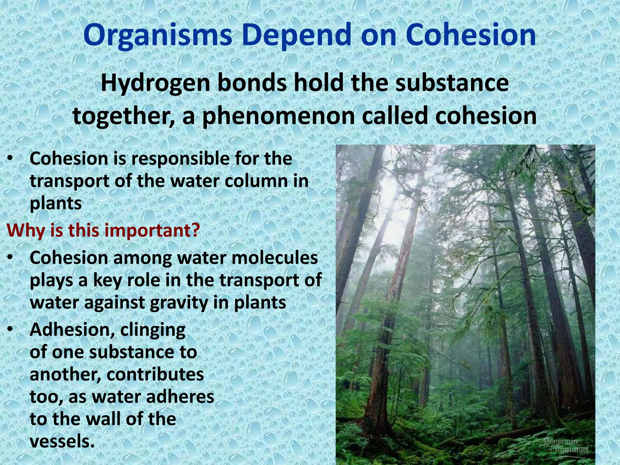 Properties of Water Presentation | PPTX