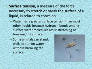 Properties of Water Presentation | PPTX