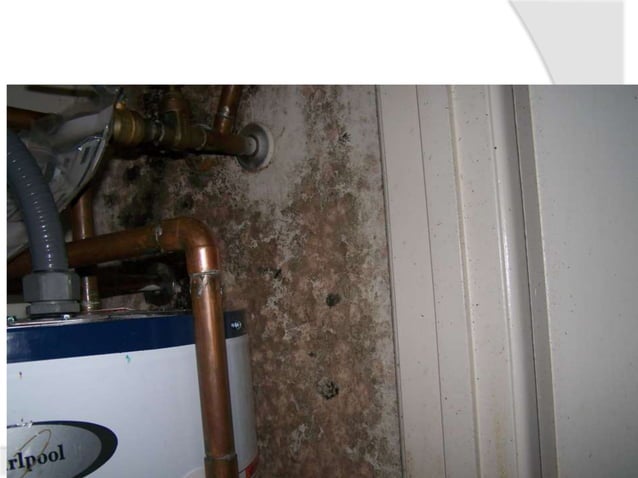A Guide to Mold Prevention for Property Management and HOAs | PPTX ...