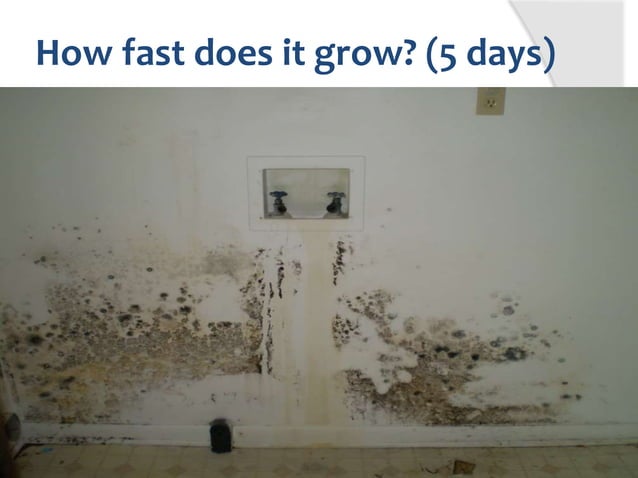 A Guide to Mold Prevention for Property Management and HOAs | PPTX ...