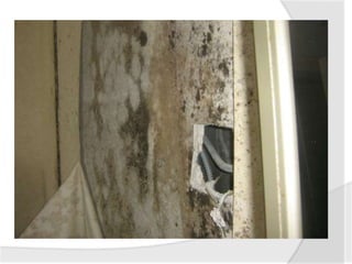 A Guide to Mold Prevention for Property Management and HOAs | PPTX ...