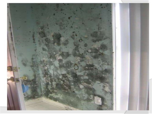 A Guide to Mold Prevention for Property Management and HOAs | PPTX ...