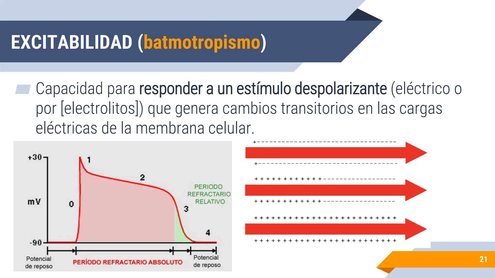 PROPIEDADES DE LA CÉLULA CARDIACA JVO.pdf