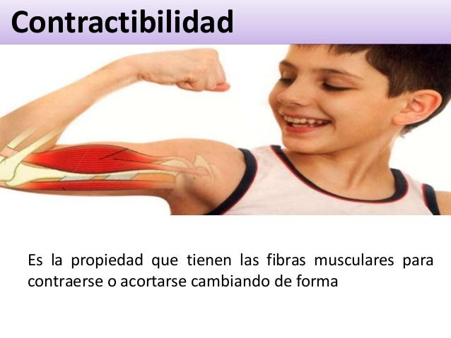 Propiedades de los músculos