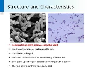 Propionibacterium, Actinomyces and Nocardia | PDF