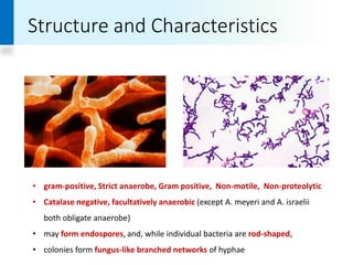 Propionibacterium Acnes Gram Stain