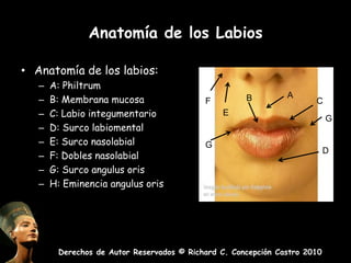 Proporciones Faciales | PPTX
