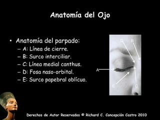 Proporciones Faciales | PPTX