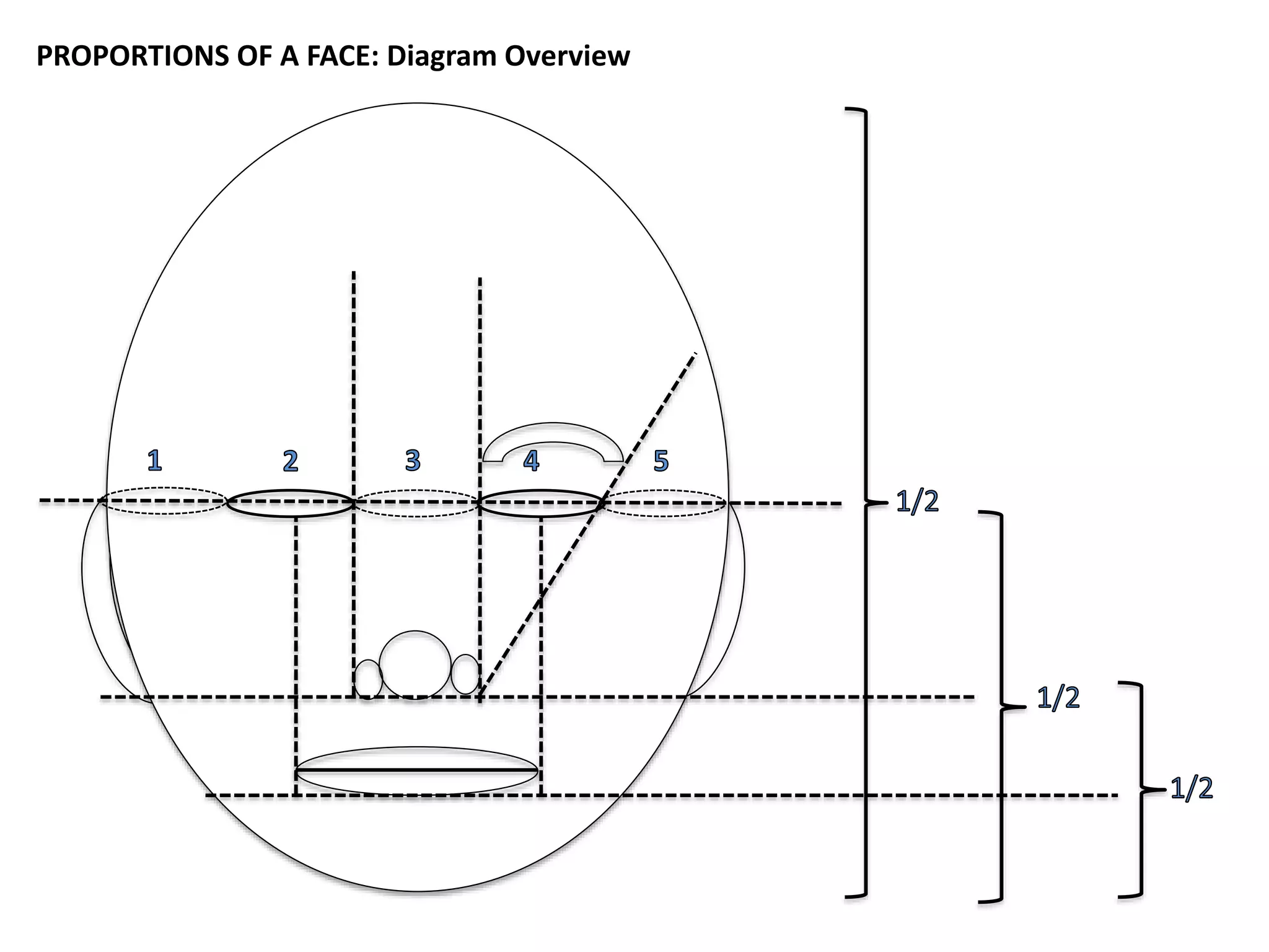 Drawing: Proportions of a face | PPTX