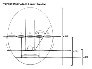 Drawing: Proportions of a face | PPTX