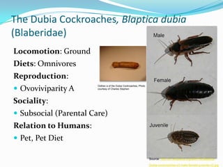 Proposal hao final | PPTX