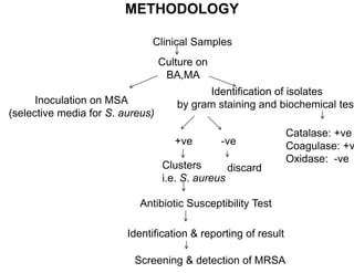detection of MRSA | PPT