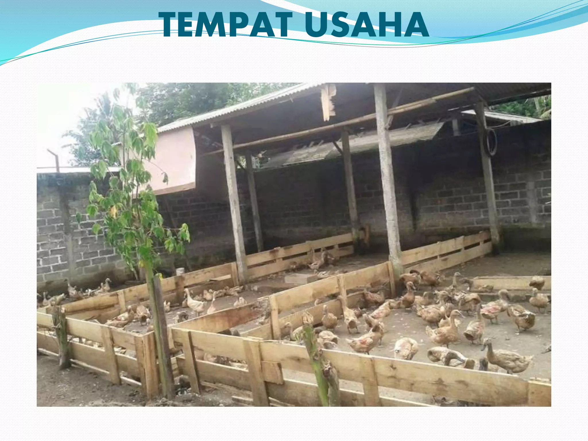 Proposal usaha ternak bebek pedaging makmur | PPTX