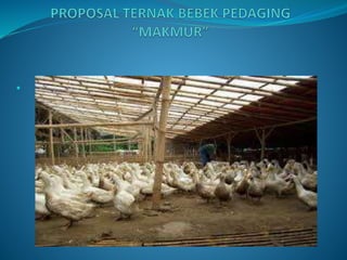 Proposal usaha ternak bebek pedaging makmur | PPTX
