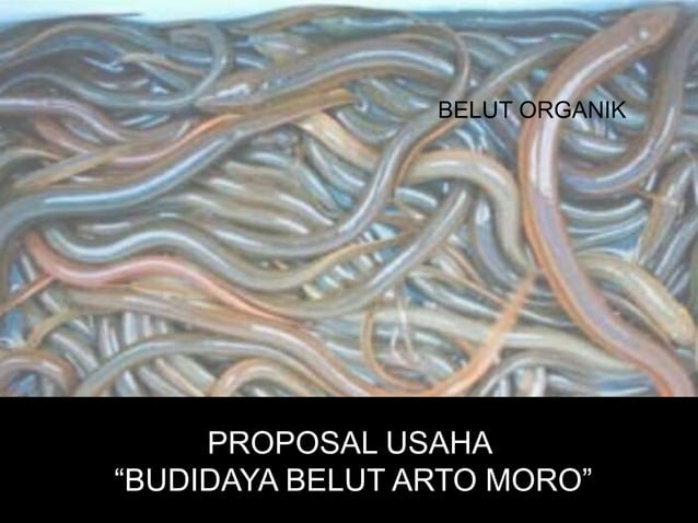 Budidaya Belut Arto Moro | PPT