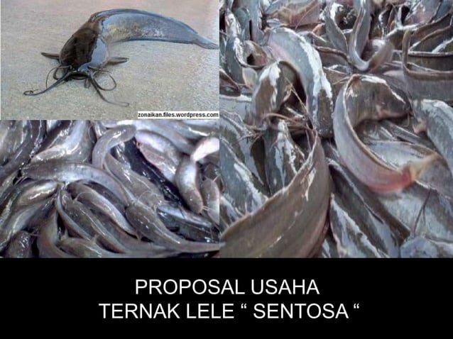 Proposal usaha ternak lele sentosa | PPTX