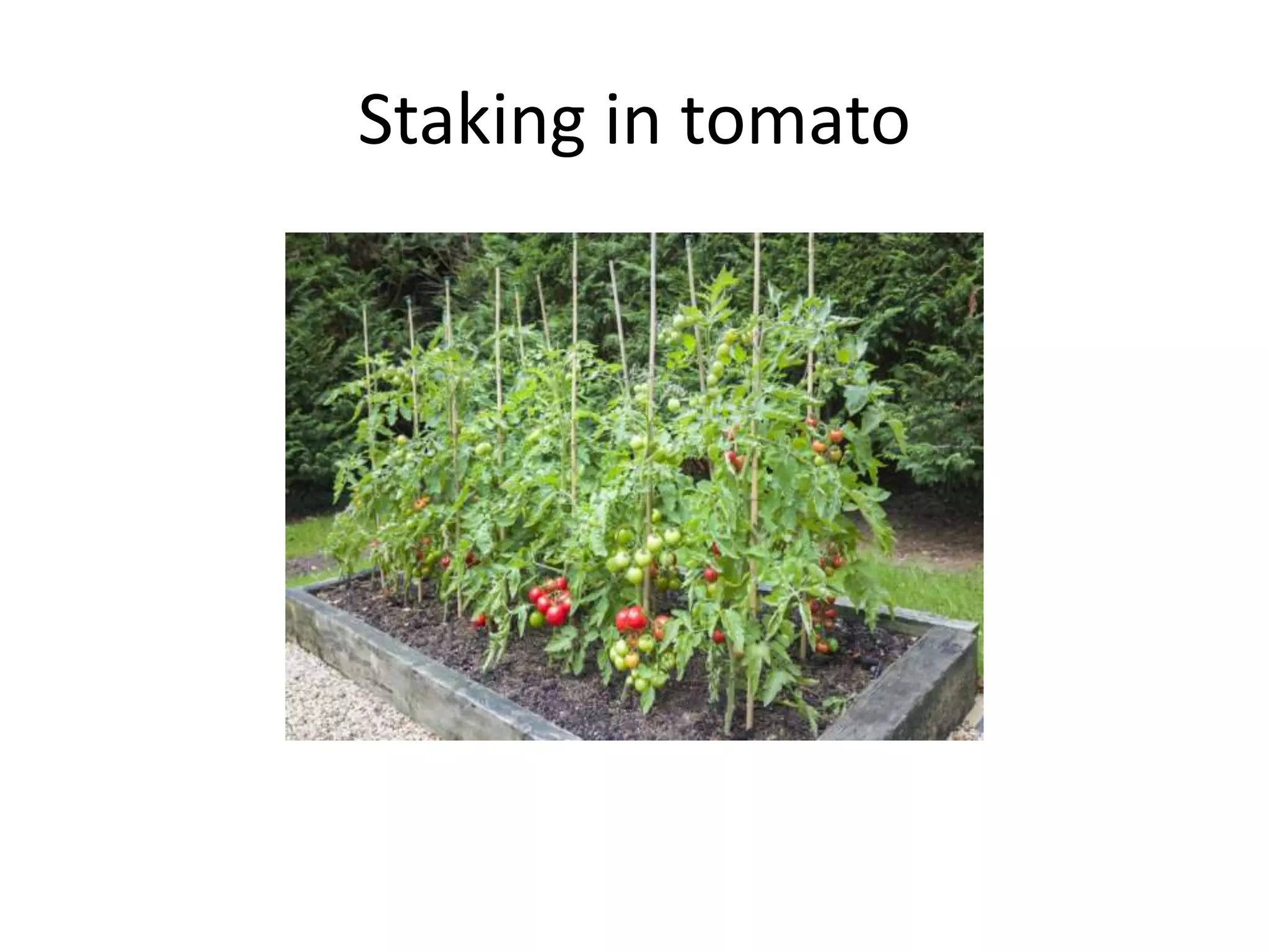 CULTURAL TECHNIQUEIN FRUIT CROP | PPT