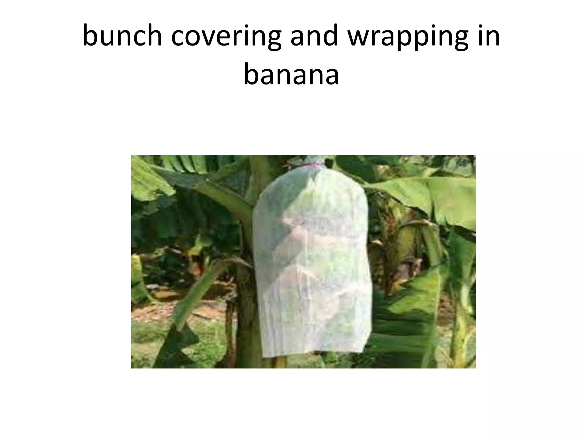 CULTURAL TECHNIQUEIN FRUIT CROP | PPT