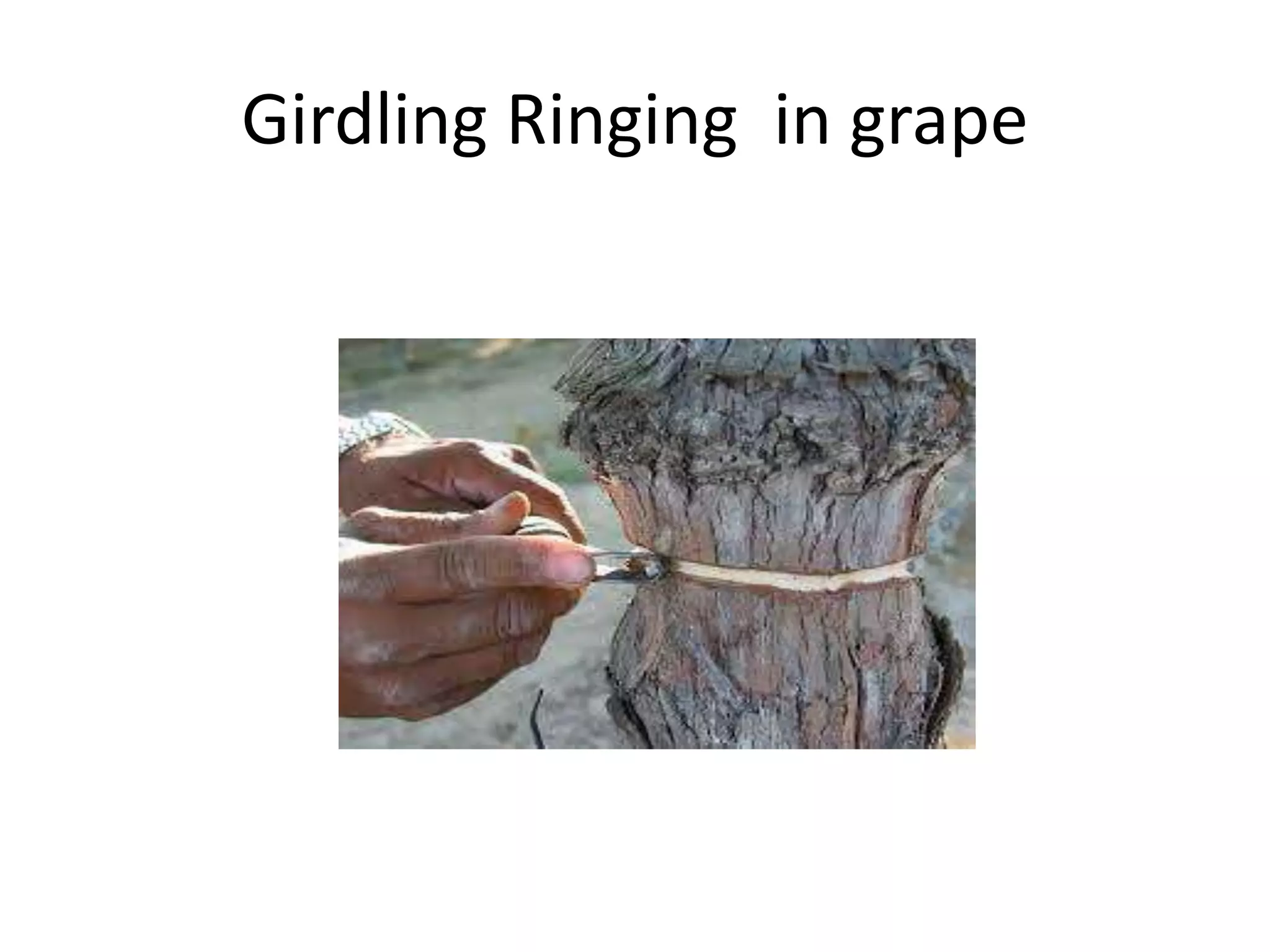 CULTURAL TECHNIQUEIN FRUIT CROP | PPT