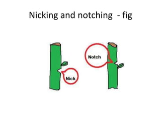 CULTURAL TECHNIQUEIN FRUIT CROP | PPT