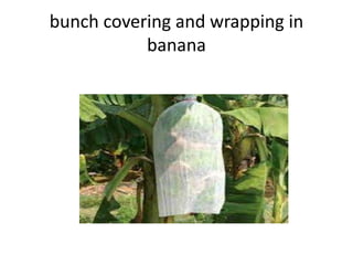 CULTURAL TECHNIQUEIN FRUIT CROP | PPT